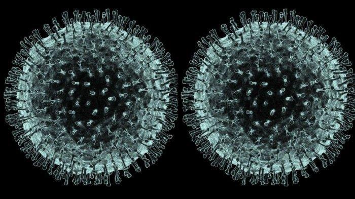 Virus Korona : Ular atau Kelelawar Penyebabnya