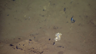 Real Monstrosities: Deep Scenes from Wiring the Abyss