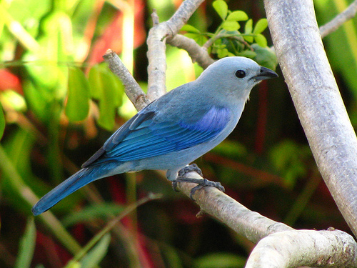 Imágenes de Pájaros: Azulejo de las montañas