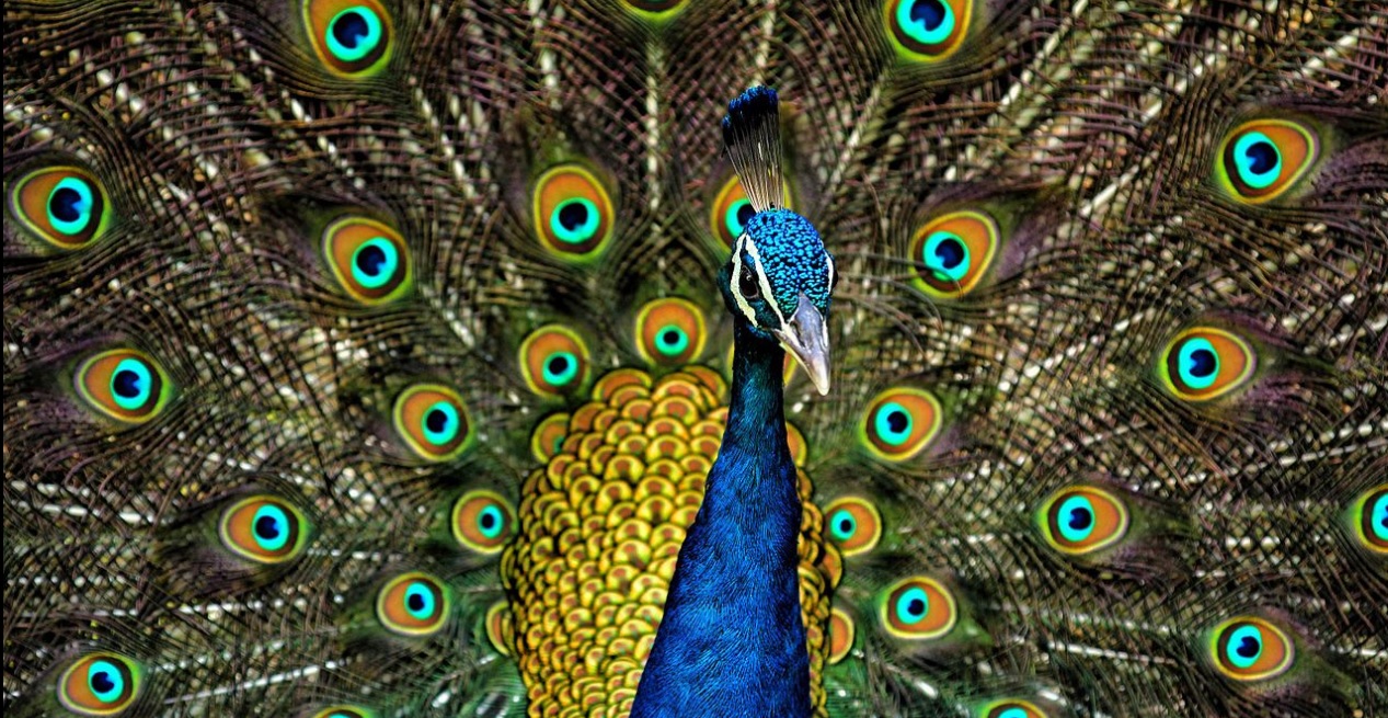 Know About Kannada And Karnataka Common Bird Names In Kannada And know-about-kannada-and-karnataka-common-bird-names-in-kannada-and