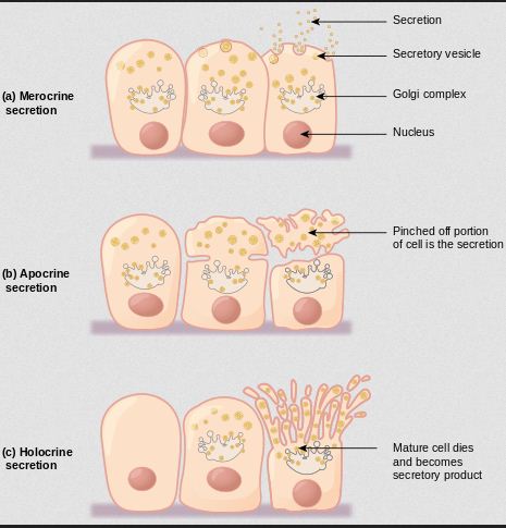 EXOCRINE GLAND - STRUCTURE,TYPES,GLANDS AND ITS FUNCTIONS - UMADEV ...