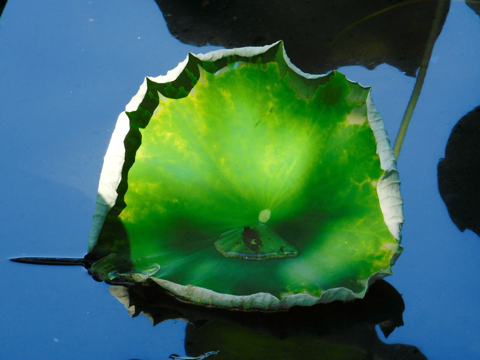 LA MULTI ANI, ROMANIA!: Frunze de nufăr