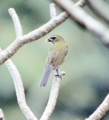 Birding Trips: THE LESSER ANTILLES and MARYLAND TRIP REPORT