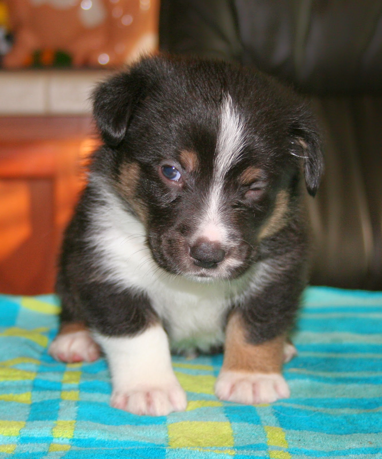 Sadie Bug's Pembroke Welsh Corgi Puppies: Auggie Puppies!!!