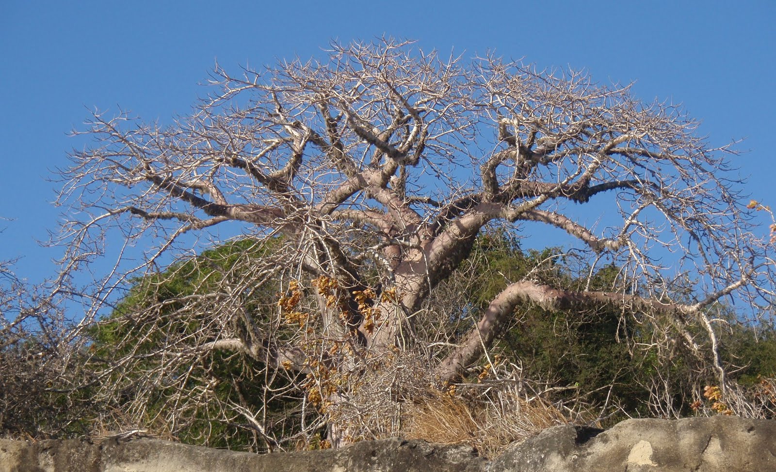 Mergulho da Alma: Uma Árvore Sagrada - EMBODEIRO