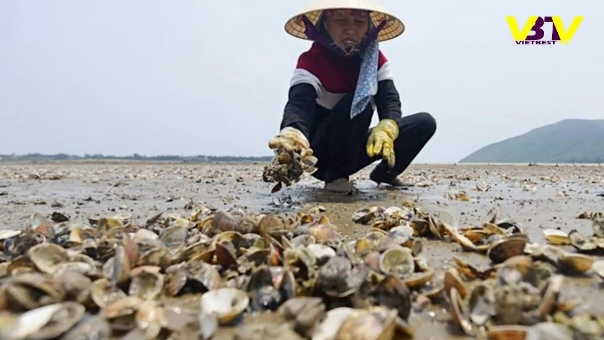 Thảm họa Formosa, một năm nhìn lại - Phần 1 | Green Trees