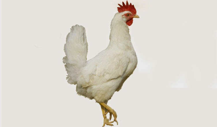 Quale differenza c'è tra pollo, gallina, gallo e cappone? | Il Chiodo ...