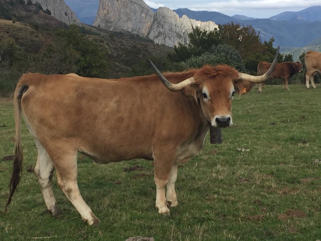 EL CUADERNO DE SILVESTRE: LA VACA MACHORRA. UN MANJAR DE REYES.