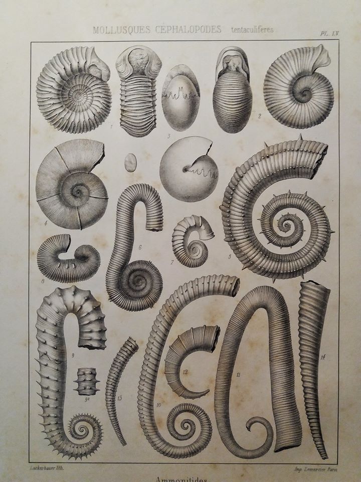 FOSSIL HUNTRESS: SUTURES, RIDGES AND LOBES