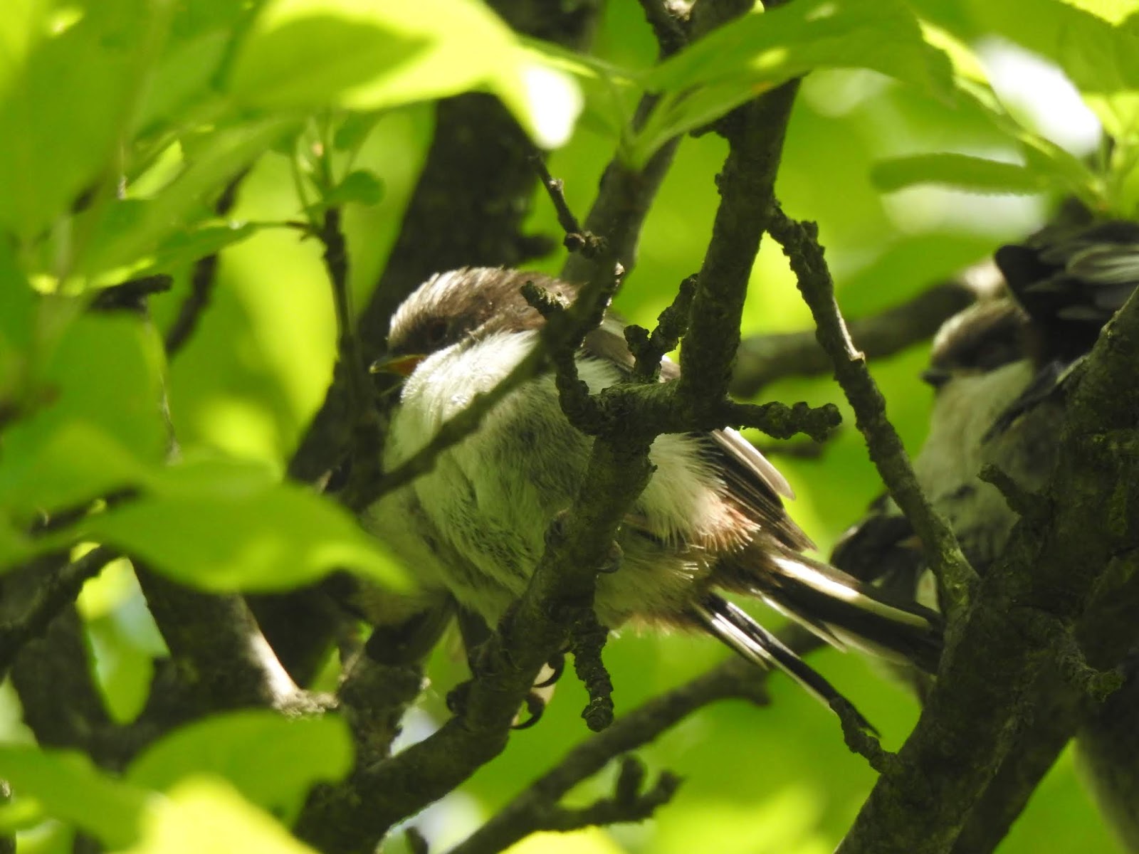 PASARI DIN ROMANIA: PITIGOI CODAT, Pui si juvenili (2), Aegithalos caudatus