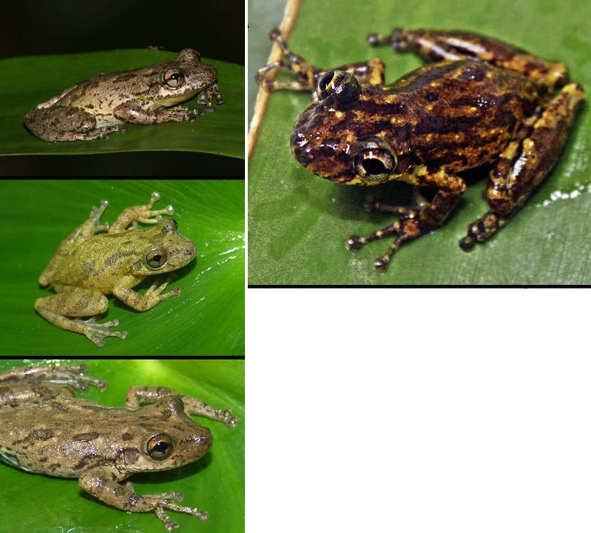 Species New to Science: [Herpetology • 2021] Scinax tropicalia • A New ...