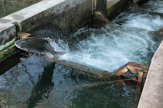 How Does a Fish Ladder Work?