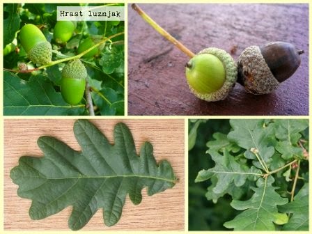 Tajanstveni Svijet Biljaka: Vitez slavonskih ravnica