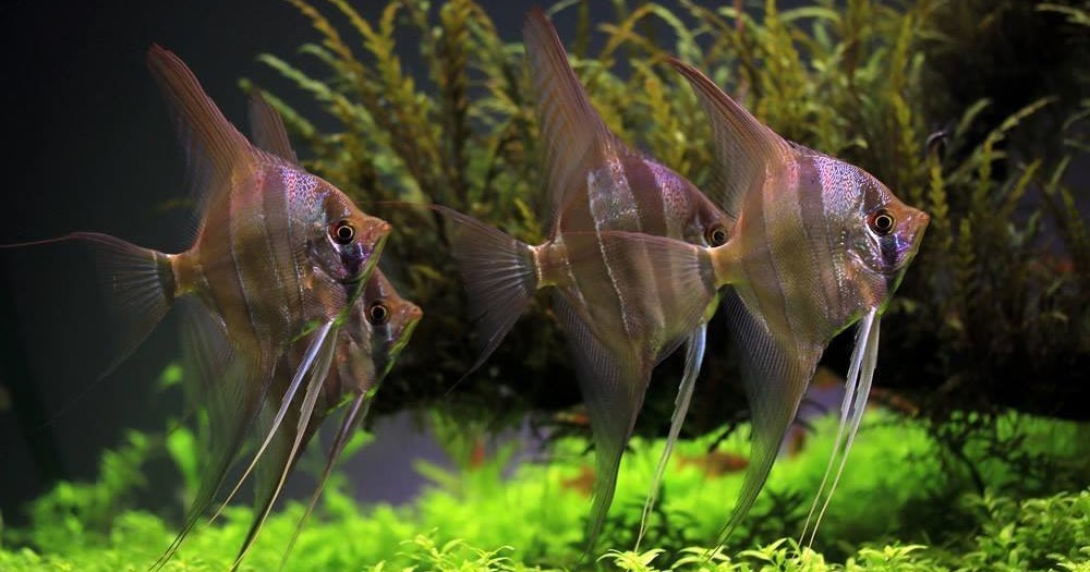 Raivo par zivju lietām: Krāšņās skalārijas (2. daļa)