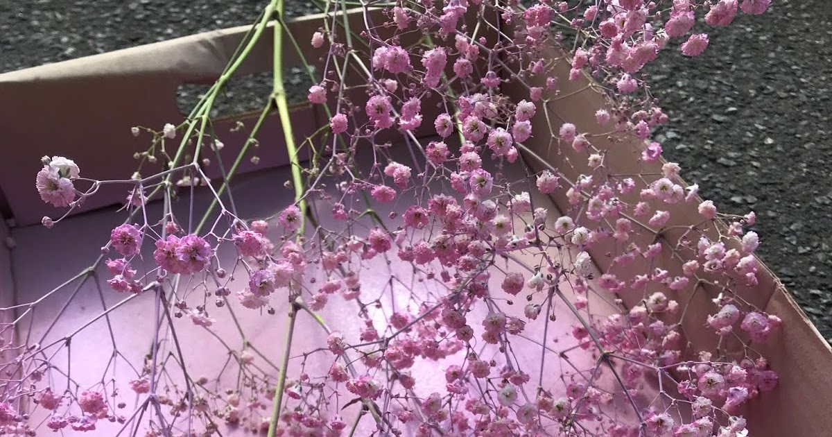 Fleuriste Isabelle Feuvrier: Le gypsophile rose...