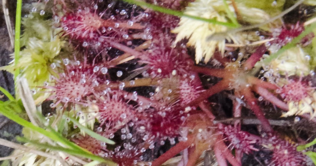 Urban Wildlife Guide: Sundews!