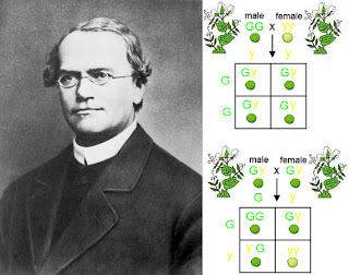 Gregor Johann Mendel, O.S.A - Indonesian Papist