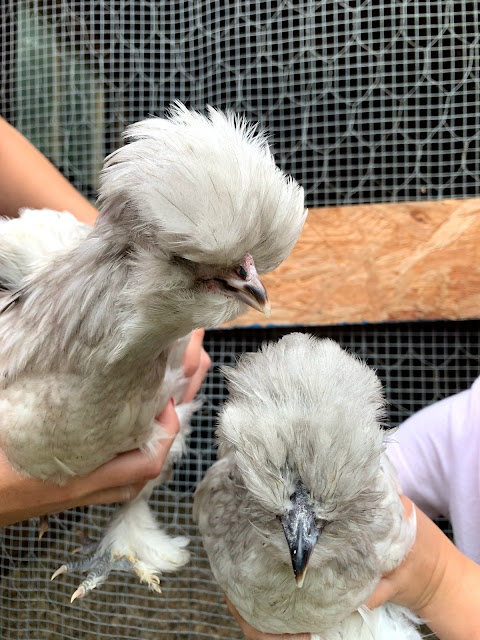 This’N’That Family Farm: Chicken Breeds; The Unique Ones and the Dependable