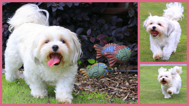 DIET COKE ROCKS: DONKEY DONE... WHAT NEXT?