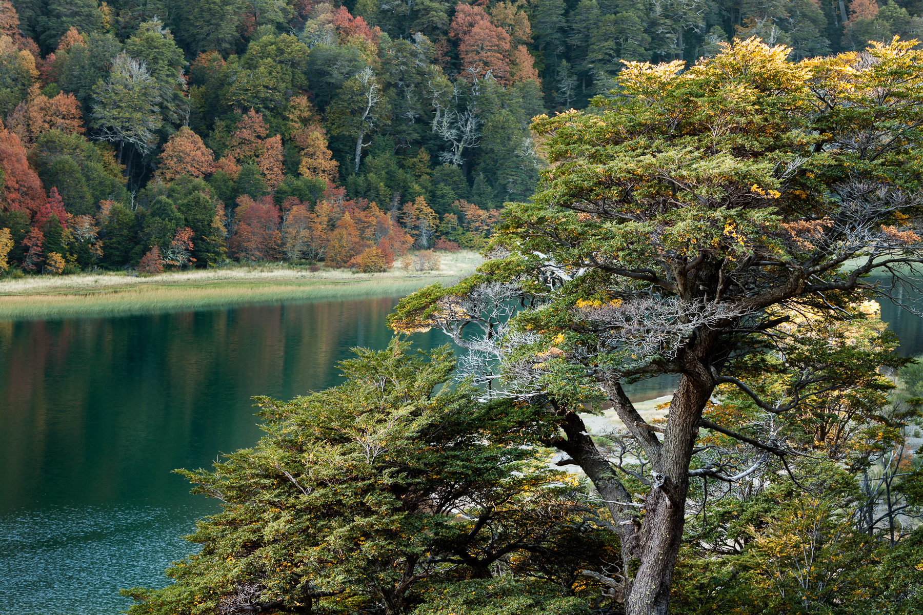 Jardín 129 Los Coihues, Bariloche: Entre bósques