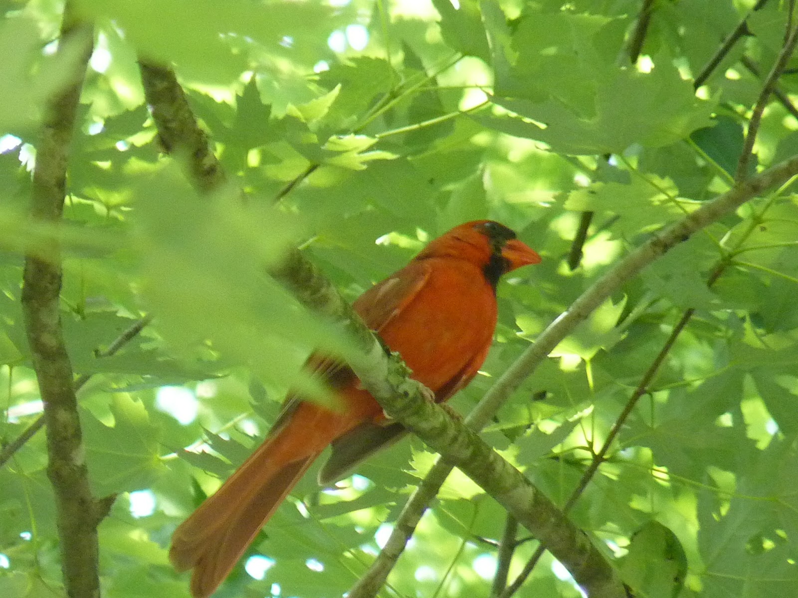 I Spy On Birds: Alabama Birds