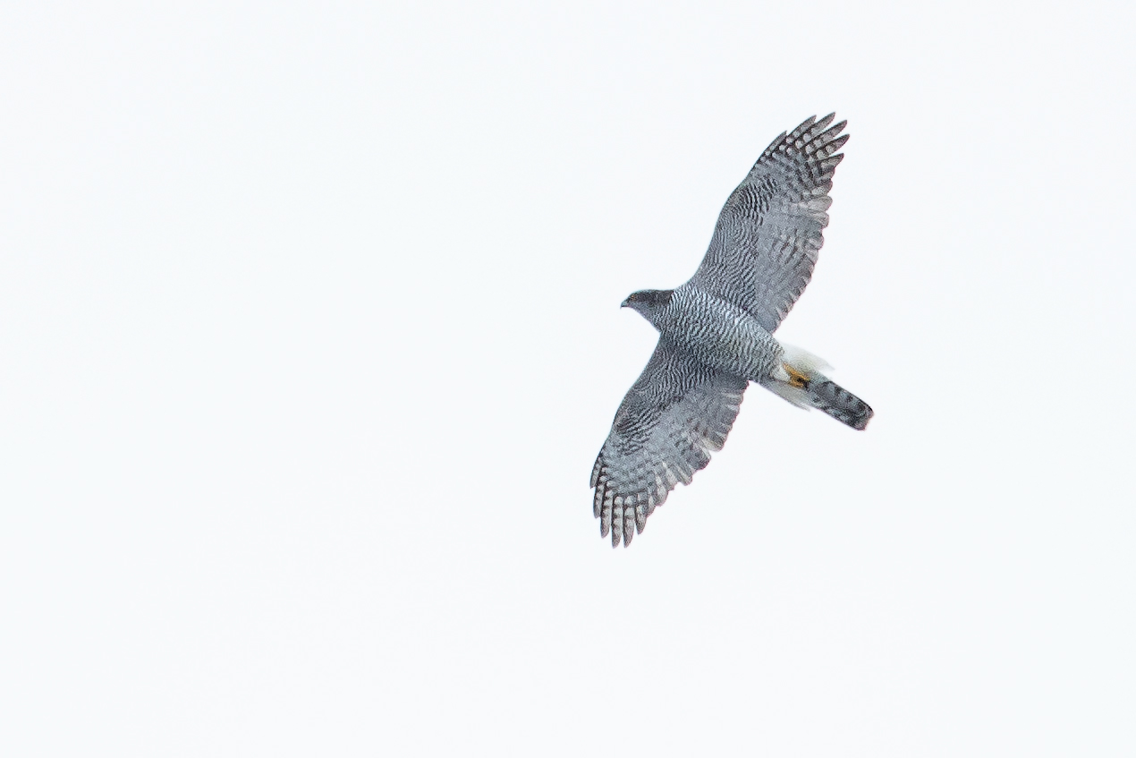 Wildlife Diaries: Northern Goshawk flight identification and ageing in ...
