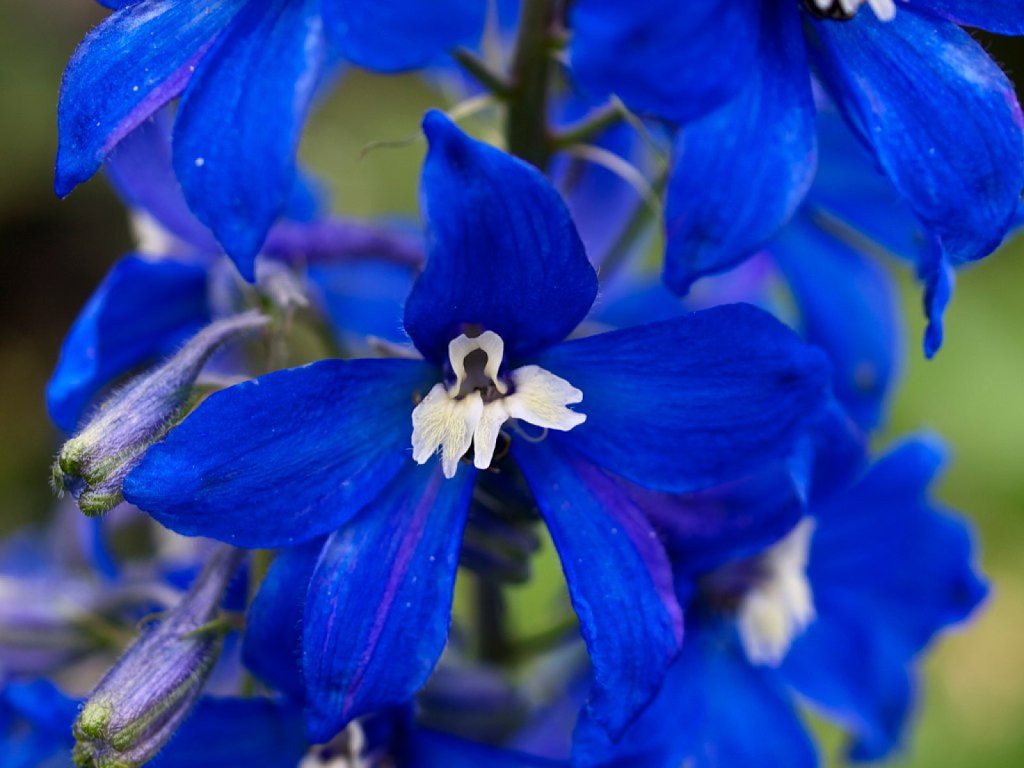 Imágenes de flores y plantas: Delfinio