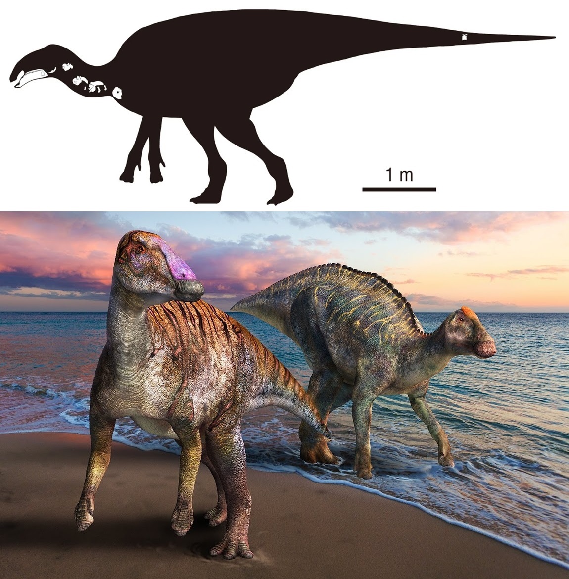 Species New to Science: [Paleontology • 2021] Yamatosaurus izanagii • A ...