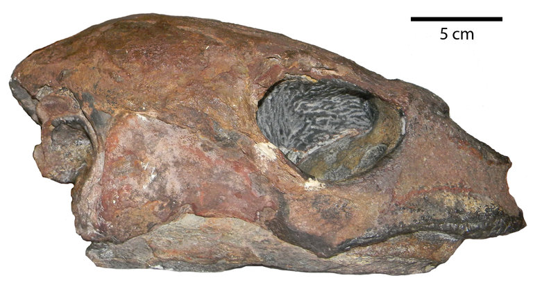 Paleontología en Colombia: Desmatochelys padillai, una nueva especie de ...