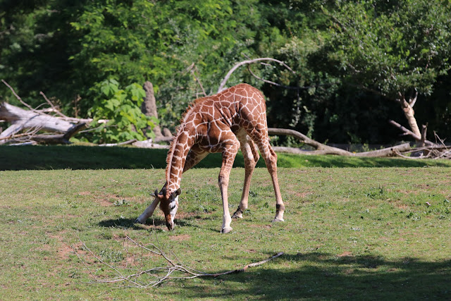 Hasani Explores the Savanna
