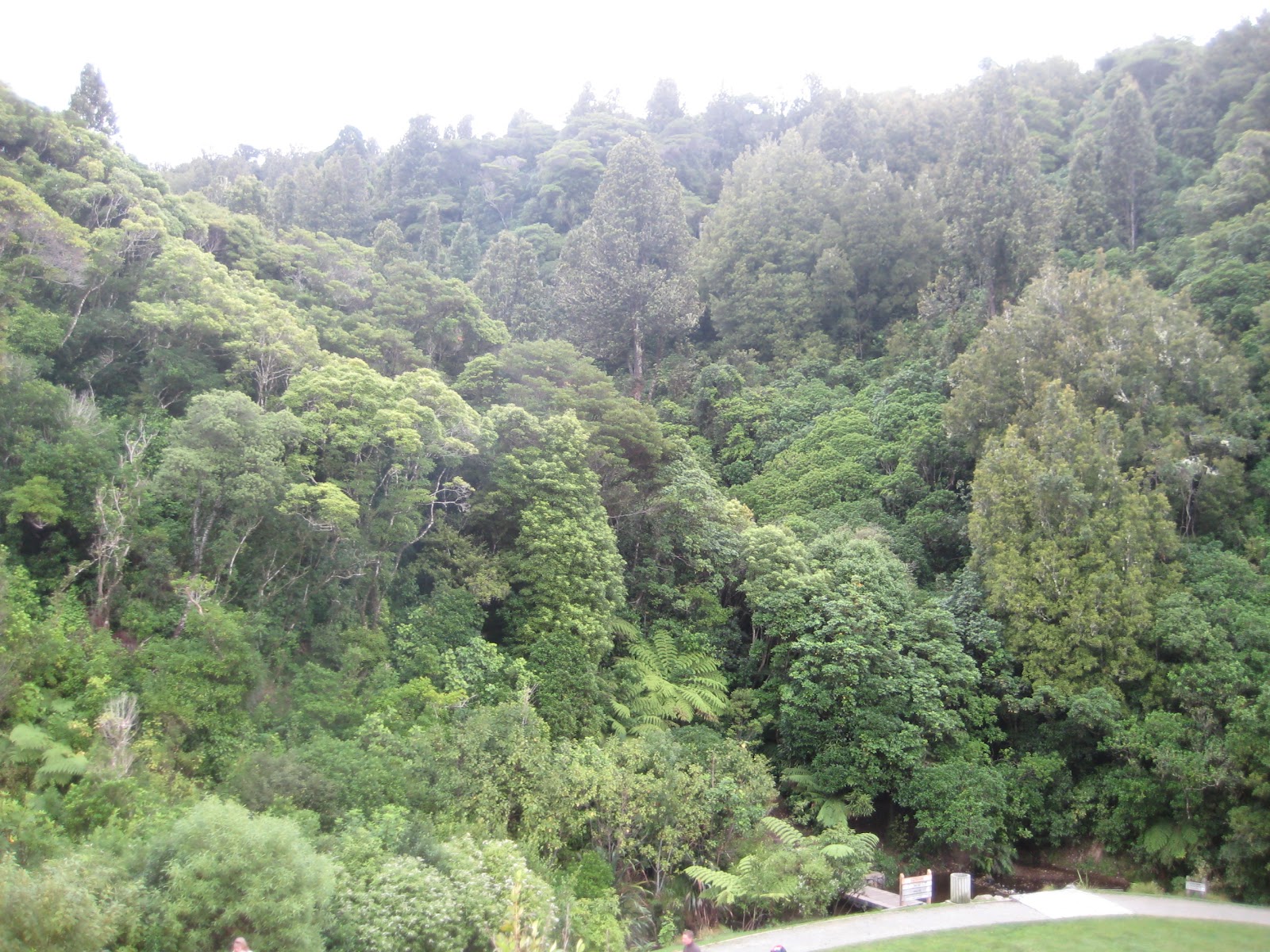 Don & Kathy's NZ Mission: Otari Wilton-Bush Hike