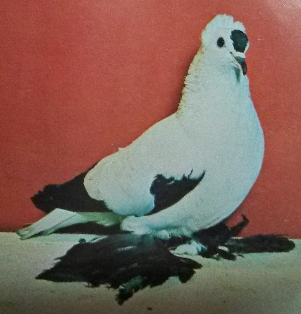 Stork Pigeon origin description size ornaments colors comment care and ...