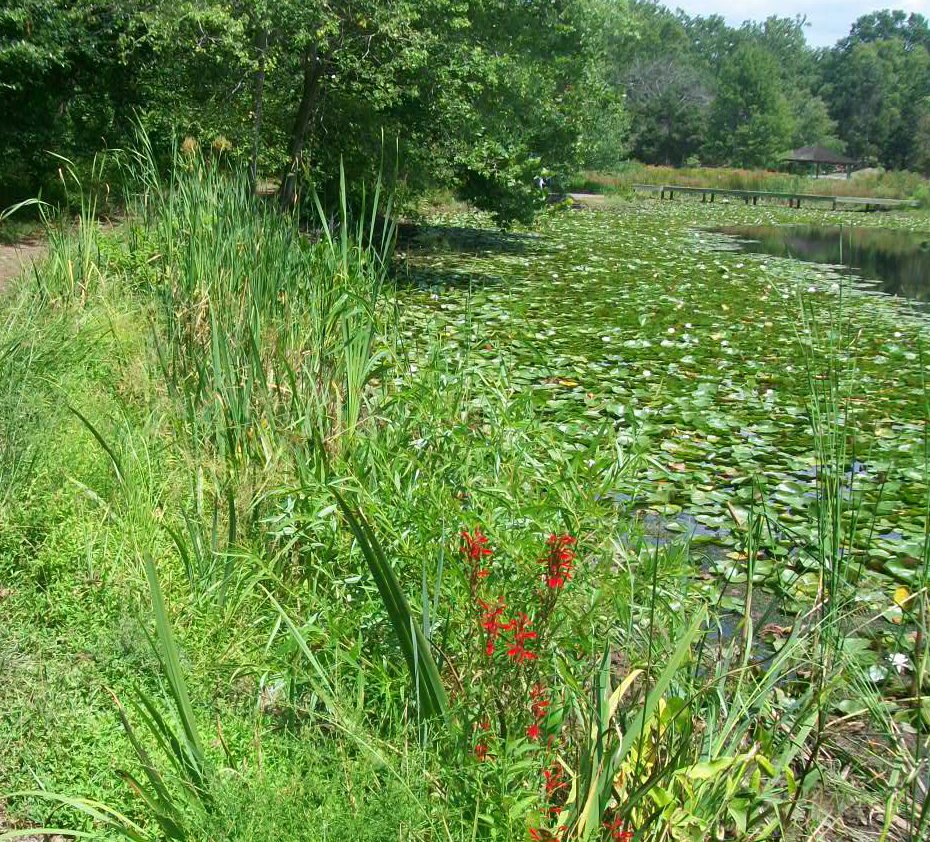 Faith, Hope, and Publication: STUDY IN SUMMER: WALNEY POND