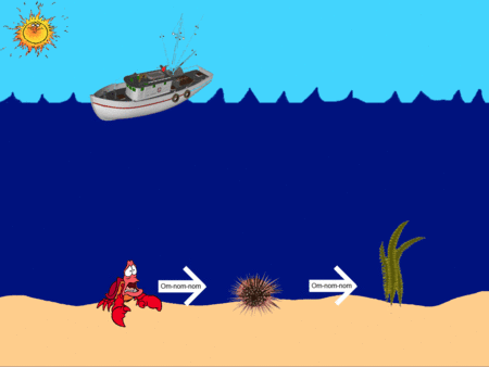 Overfishing: Why is overfishing so detrimental?
