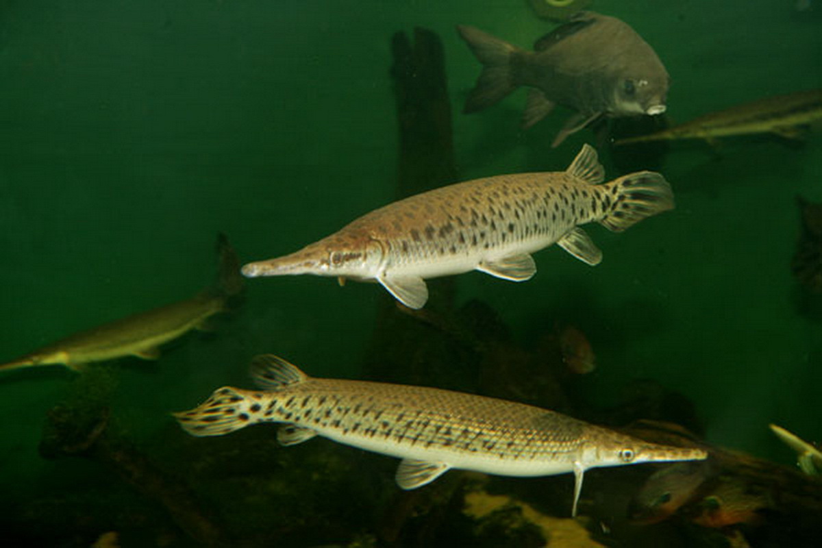 Gar | Animal Wildlife