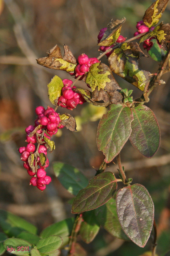The Outskirts of Suburbia: The Pink Berries