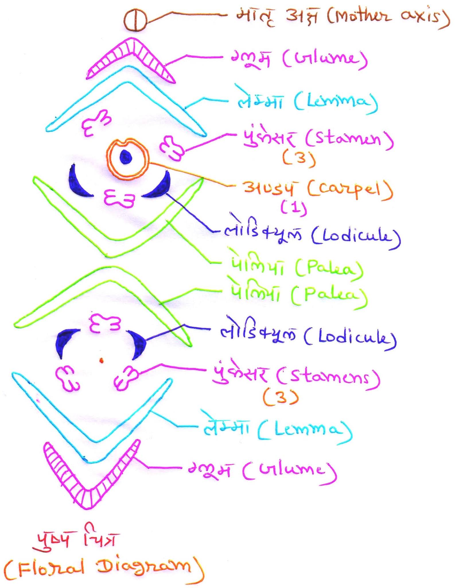 Pearl Millet Plant Diagram
