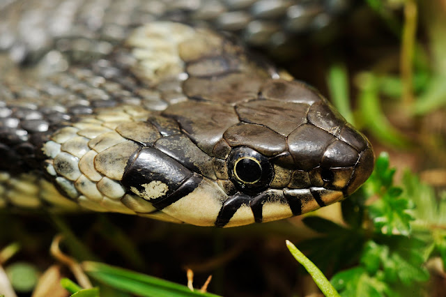 Roger Brendhagen: Buorm