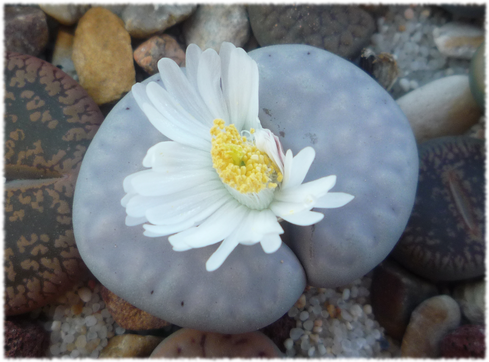Mundo suculento: Primera floración de mis lithops sacados desde semilla