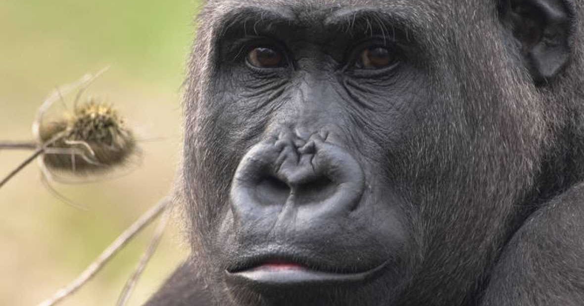 ¿De qué simio estamos más cerca?