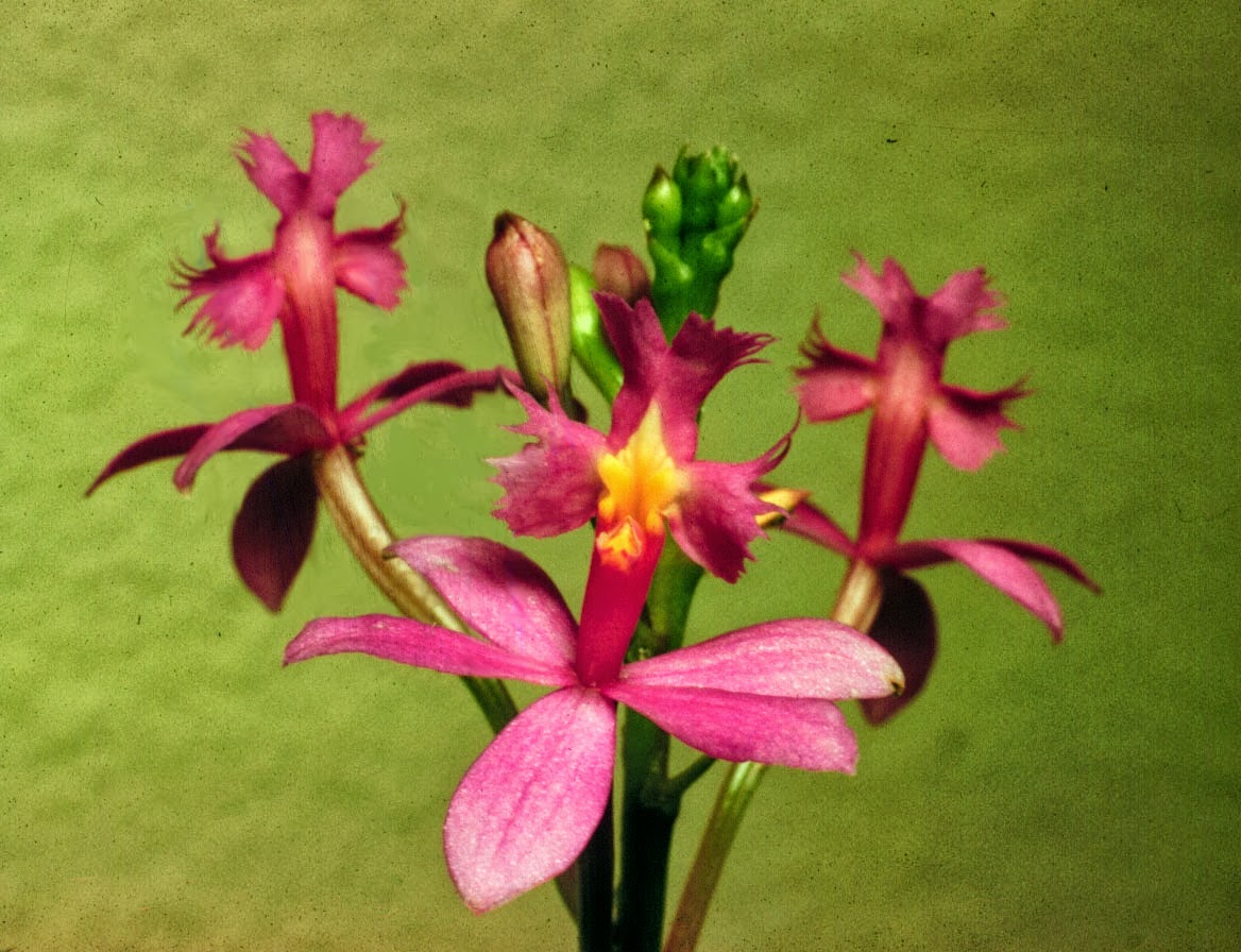Botany Professor: Why are there so many kinds of plants?
