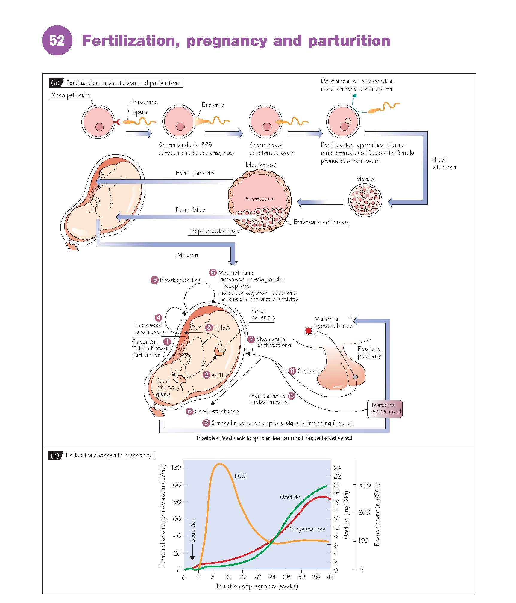 Fertilization, Pregnancy And Parturition - pediagenosis