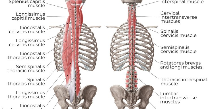 Anatomi Otot Toraks Spinalis Pada Otot Punggung Manusia - Anatomi Tutorial