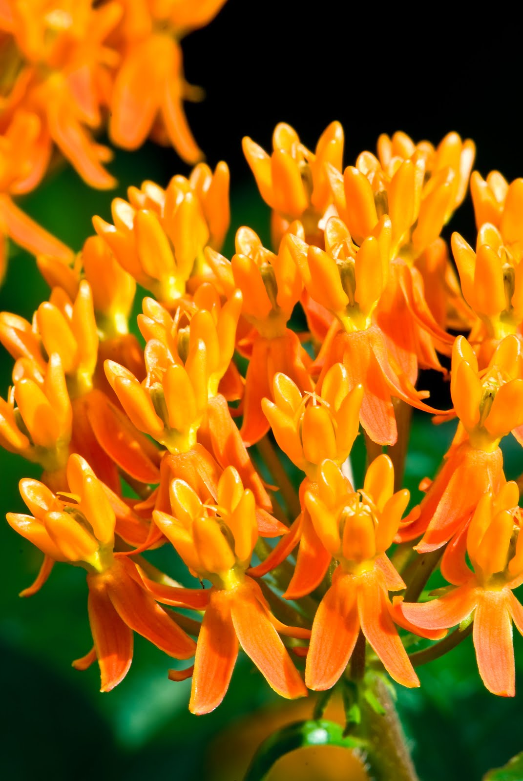 Indiana Plant A Day: Butterfly Milkweed