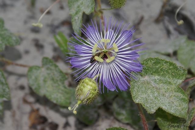 FLORES QUE ENCANTAM O MUNDO: FLORES E SUAS DEFINIÇÕES Racemo ou racimo ...