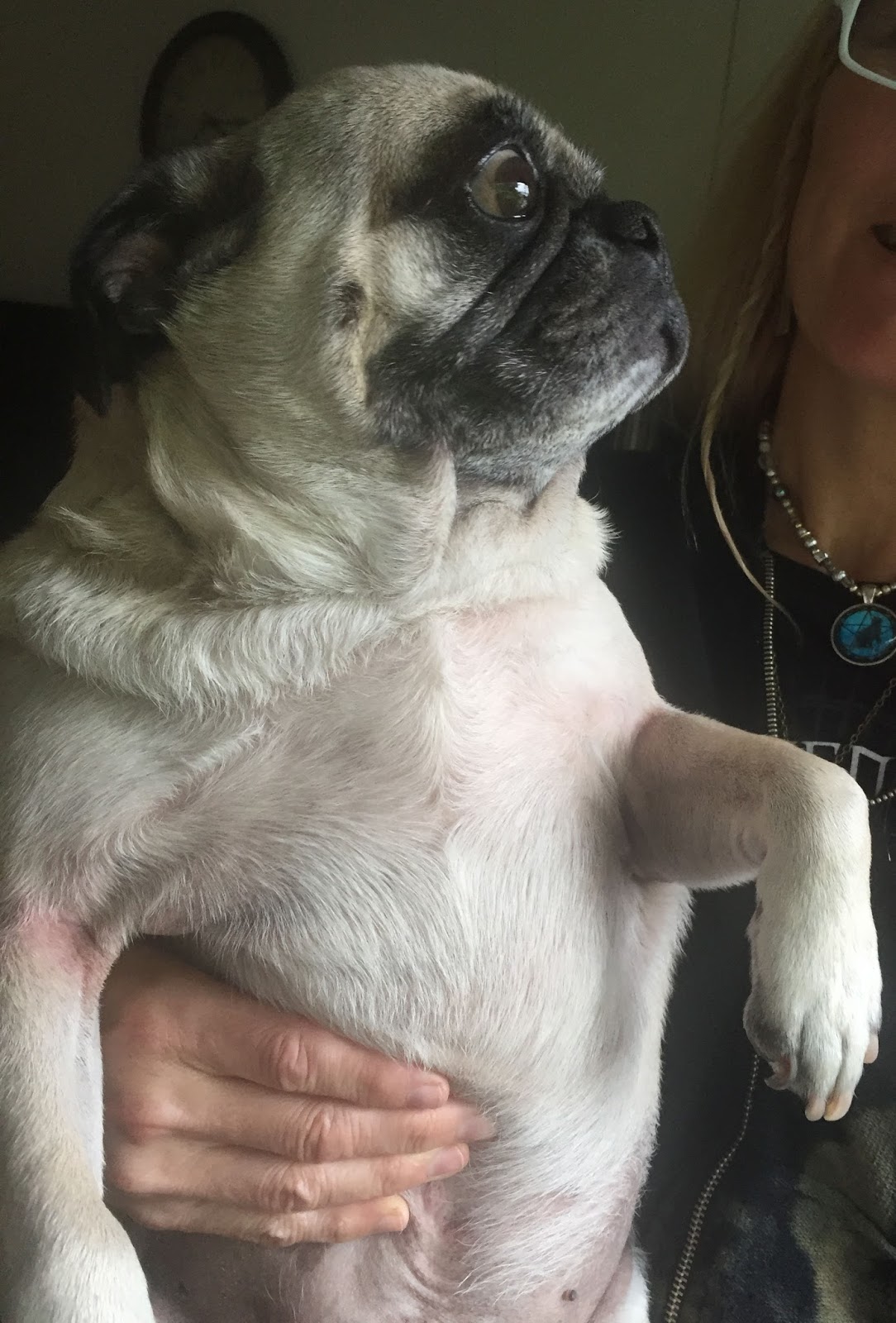 RevampShebang: Easy Fix: How To Get Rid Of Frito Pug Stinky Smell
