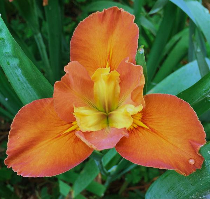 World of Irises: Diversity of Color in Louisiana Irises - Red Irises