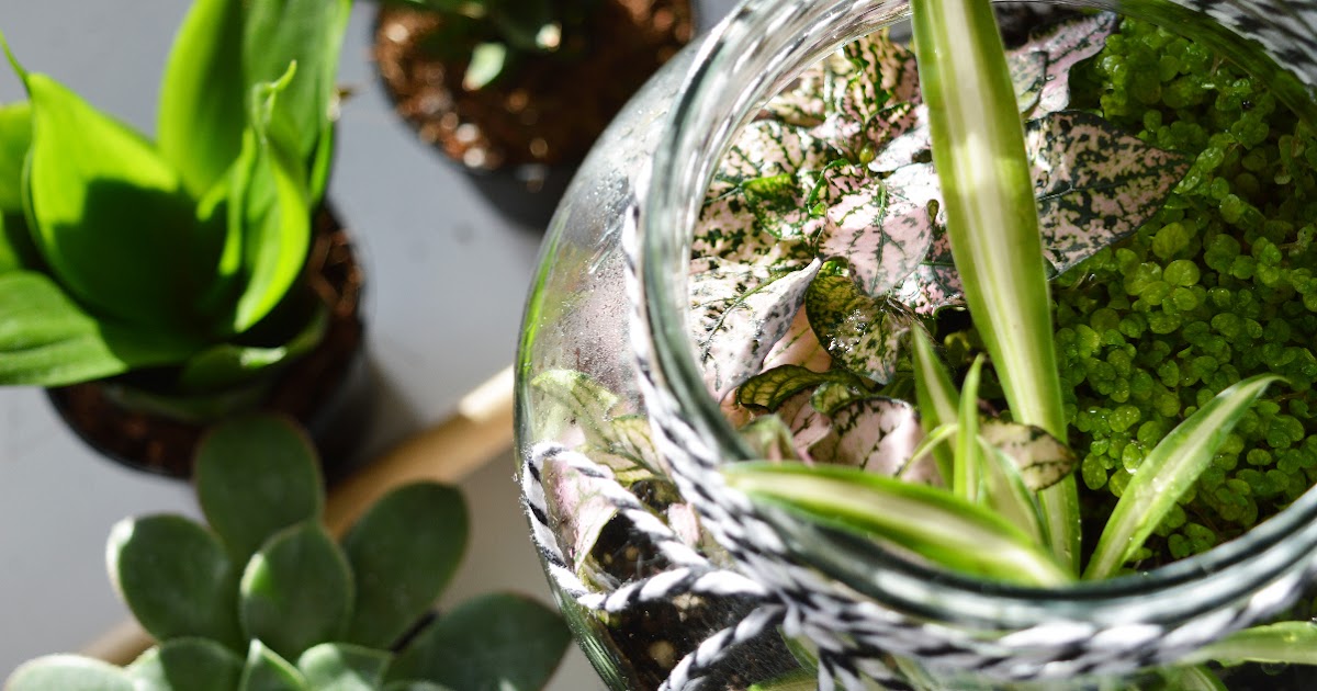 Mlle JJ etc.: DIY : Créer son propre terrarium Mlle JJ etc.: DIY : Créer son propre terrarium