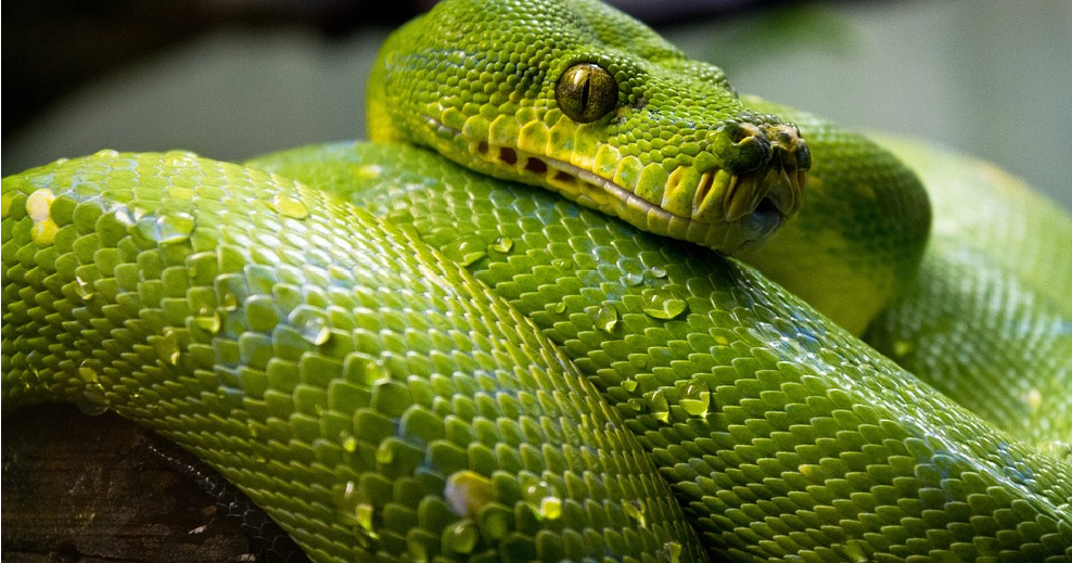 Chinese Horoscope - Snake - Year of the Snake