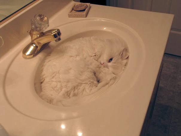 Los Gatos Son Líquidos